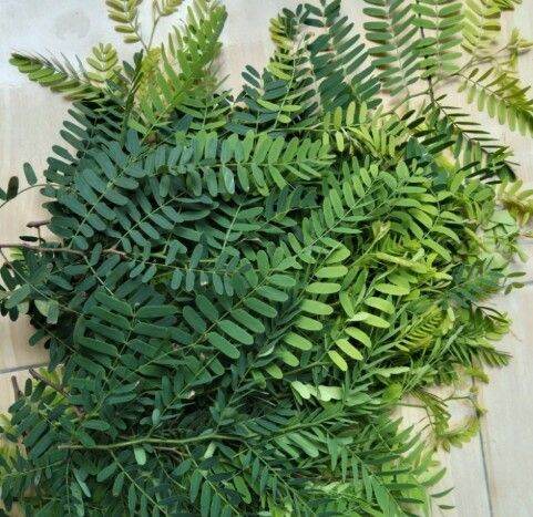 DAUN ASAM JAWA /250 GRAM | Lazada Indonesia