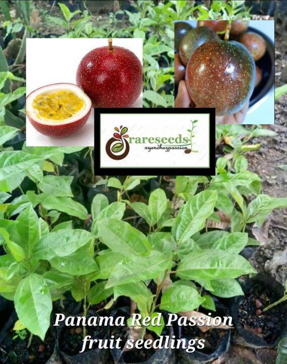 Passion fruit Red Panama seedling | Lazada PH