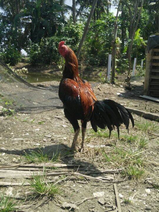 Telur ayam mangon & phama Ninja BL | Lazada Indonesia