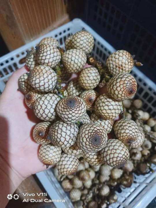 Ratan or yantok fruit New harvest/ 1 kilo fresh fruits | Lazada PH