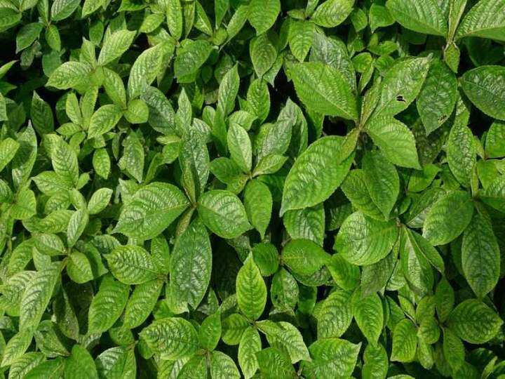 daun pecah beling | Lazada Indonesia