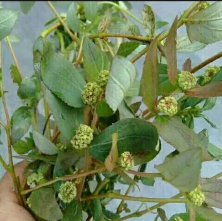 daun patikan kebo segar /500grm | Lazada Indonesia