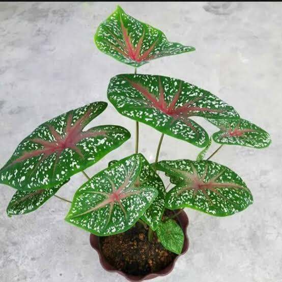 Tanaman hias hidup keladi red star tanaman kaladium merah | Lazada ...