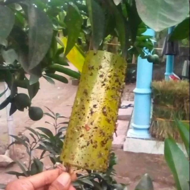 Perangkap hama kutu kebul thrips kaper ngengat SPIDER INSECT TRAP hijau ...