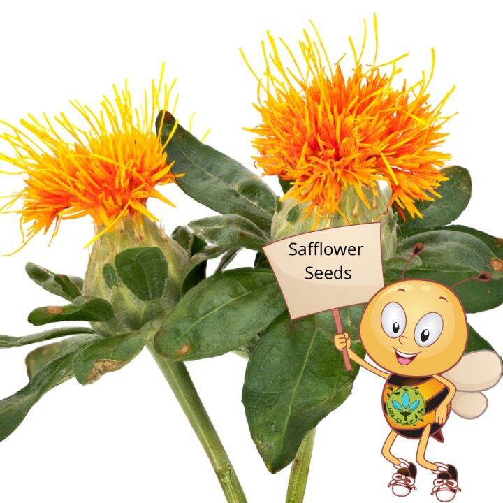 Safflower plant 50 - 70 seeds outdoor garden plant | Lazada PH
