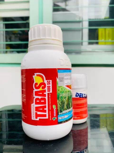 TABAS 400SC herbisida sistemik purna tumbuh mengendalikan gulma dari ...
