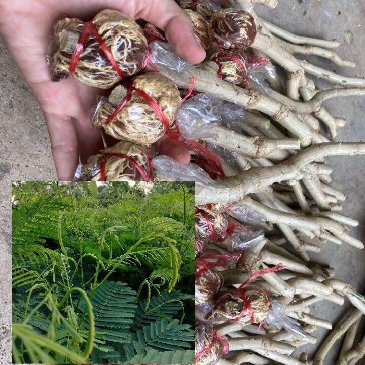 ต้นชะอม กิ่งตอน(1ชุดมี40กิ่ง) | Lazada.co.th