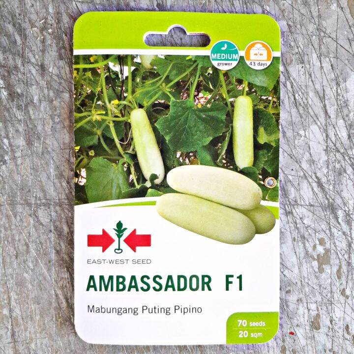 AMBASSADOR F1 HYBRID WHITE CUCUMBER (70 SEEDS) PUTING PIPINO by EAST WEST SEED | Lazada PH