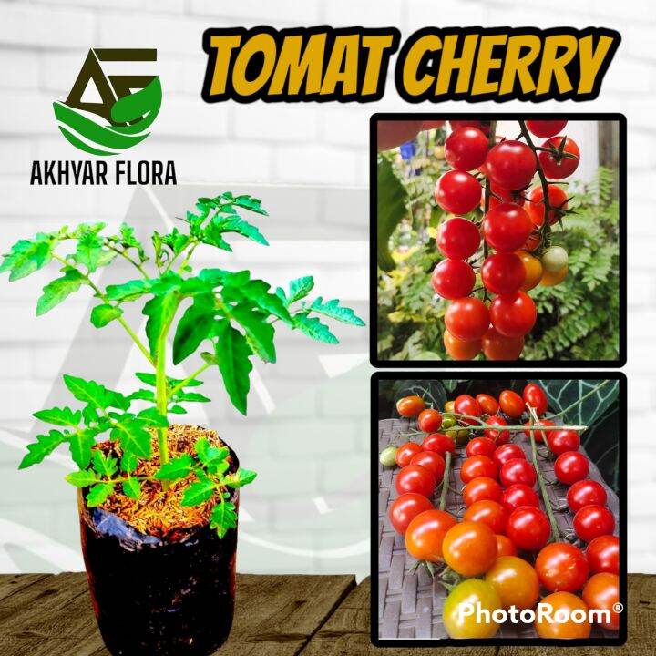 Pohon Tomat Cherry
