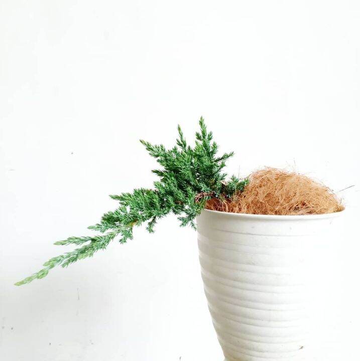 Bunga CEMARA BUAYA - Tanaman Hias Hidup Daun Cemara Bajul - Pohon ...