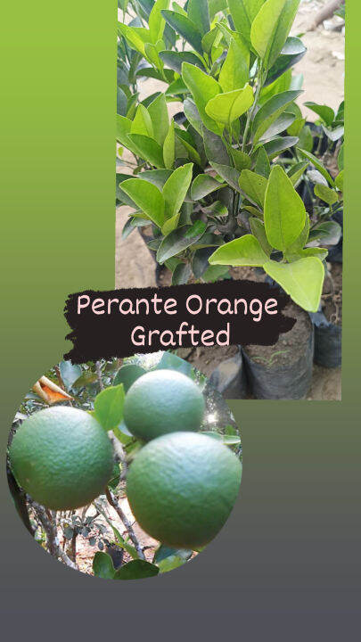 Perante Sweet Hybrid Variety Oranges Grafted | Lazada PH