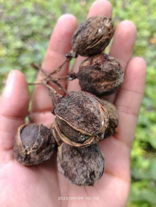 Tuba-tuba seeds/ Herbal talantangan/ seeds for planting(5seeds) | Lazada PH