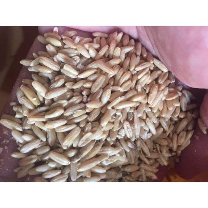 OAT GROAT per 500grams Bird Feeds | Lazada PH