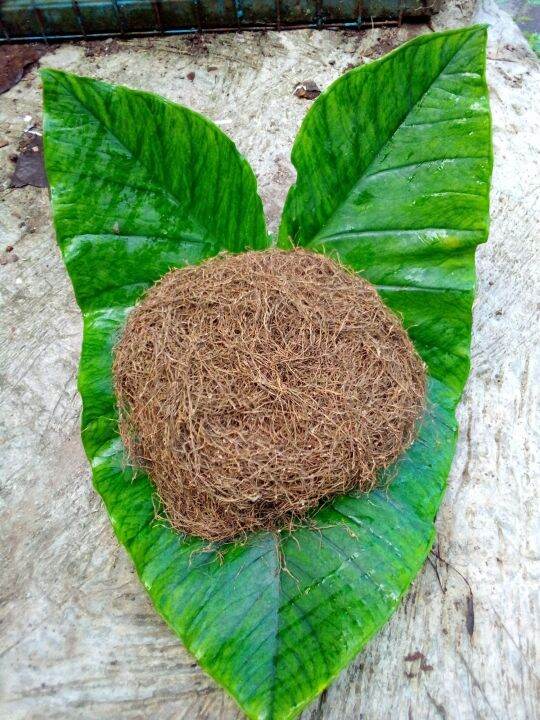 Daun Talas Beneng 100 Gram Grade C | Lazada Indonesia