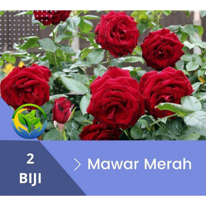 Biji Benih Bunga Mawar Merah Premium Siap Tanam | Lazada Indonesia