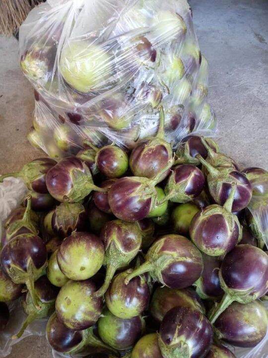 Eggplant Gwapito Seeds/Talong na Bilog for Planting (20Seeds) | Lazada PH