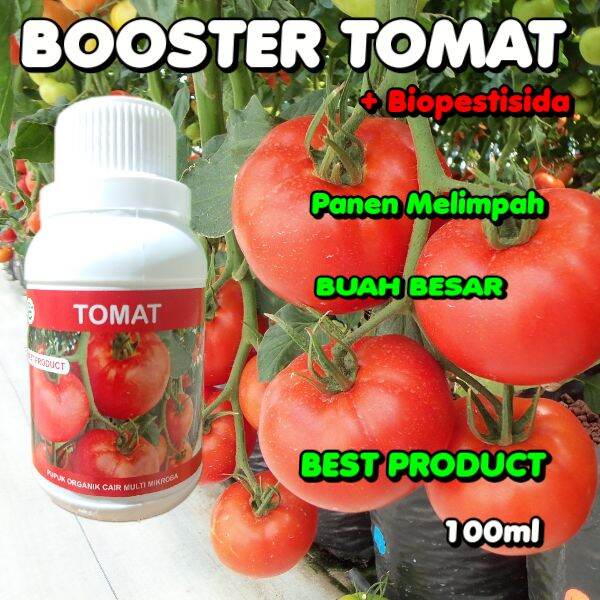 Pupuk Booster Tomat Cair Perangsang Buah Agar Cepat Berbuah Lebat Besar Banyak Biopestisida Asli ...