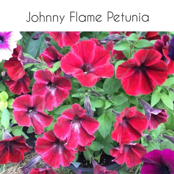 JOHNNY FLAME PETUNIA flower seeds | Lazada PH