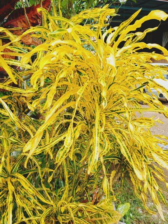 Live Plant Anak Pokok Puding Croton Daun Kuning Tirus | Lazada