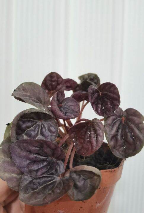 Peperomia Caperata Burgundy | Lazada