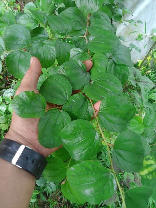 DAUN BIDARA ARAB PER100 LEMBAR,OBAT HERBAL METODE RUQYAH | Lazada Indonesia