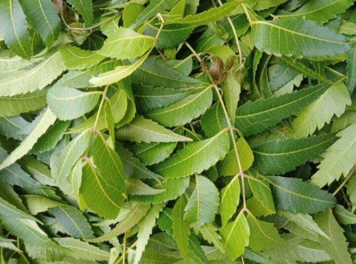 daun Mindi/mimba/1kg obat gatal | Lazada Indonesia
