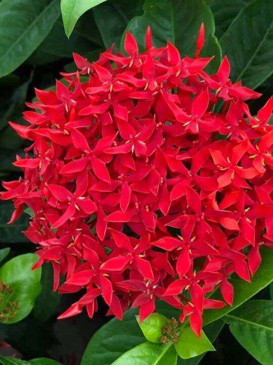 ดอกเข็มแคระสีแดงสด 1ถุงมี1ต้น.ไม้ดอกไม้ประดับไม้มงคล | Lazada.co.th