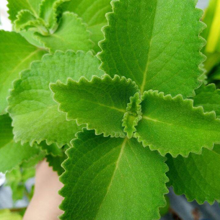 Oregano Plants 3 Cuttings | Lazada PH