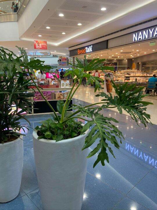 SM MOA Lucky Plant Selloum Sahod Yaman 1-2ft Live Plant | Lazada PH