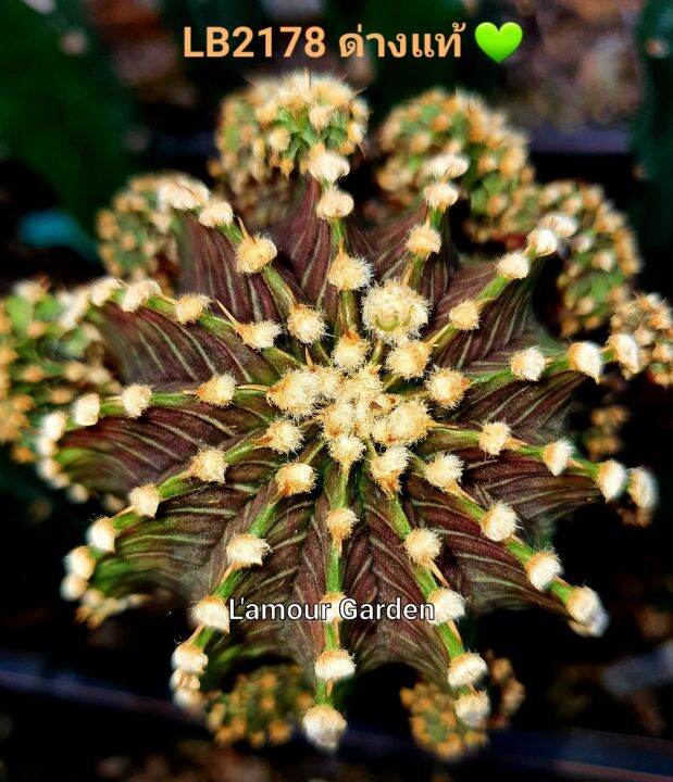 🌺🌵 ไม้กราฟ แคคคัส ยิมโน (Gymno) โคลน "LB2178 ด่างแท้ สีเขียวด่าง" 💚 | Lazada.co.th