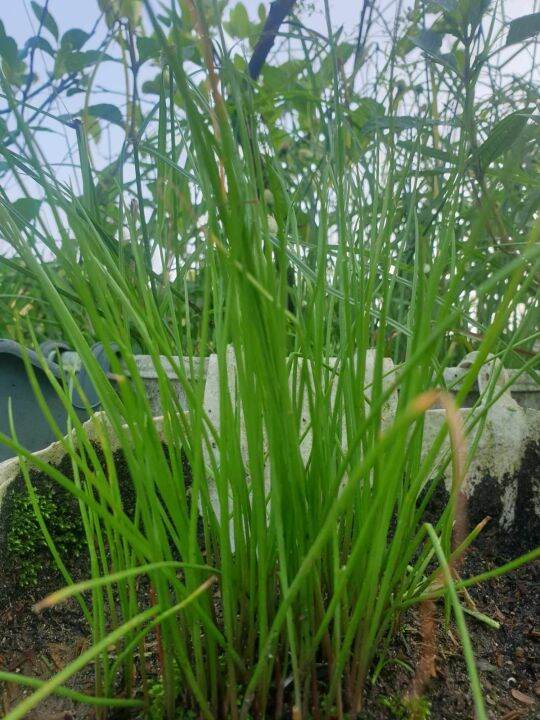 Sibujing/Sakurab Live Plant | Lazada PH