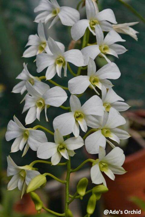 anggrek Dendrobium affine /larat putih | Lazada Indonesia