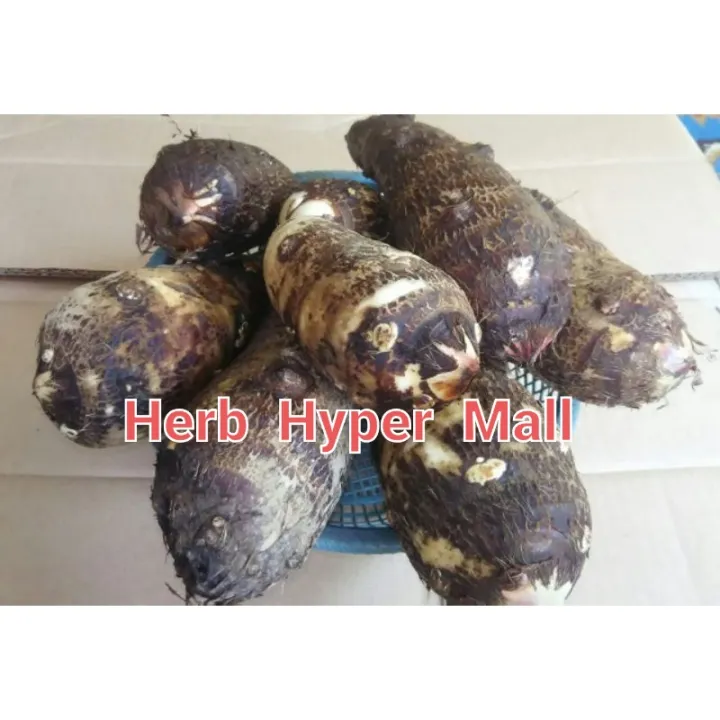 TALAS BELITUNG/KIMPUL PULEN 1kg | Lazada Indonesia