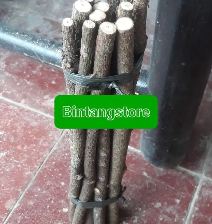 Batang Pinus atau ranting Pinus isi 10 batang | Lazada Indonesia