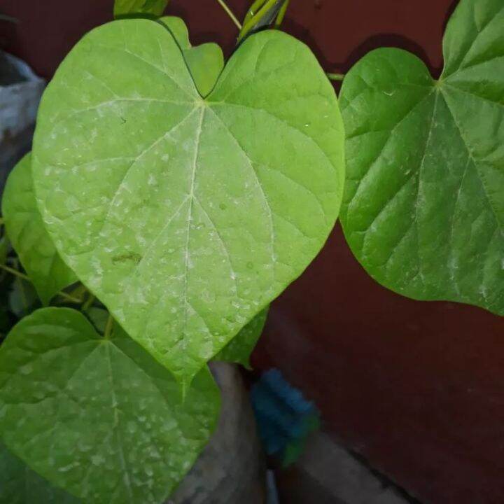 Daun Brotowali atau daun patrawali perdaun | Lazada Indonesia