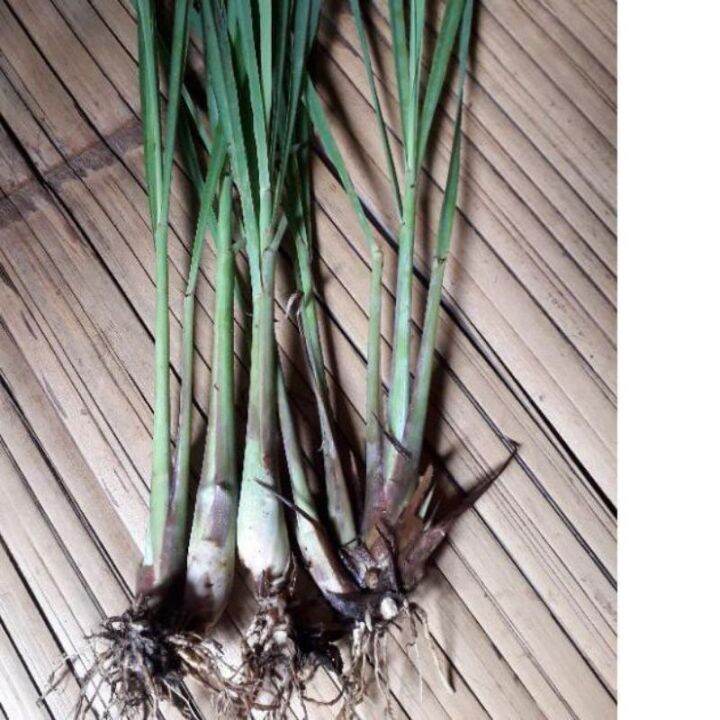 serai dapur serai sayur siap tanam | Lazada Indonesia