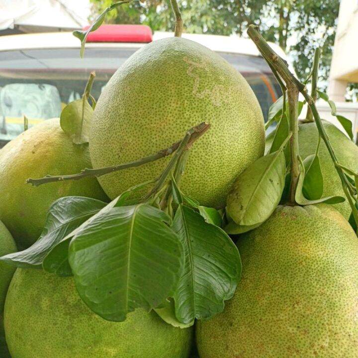 Buah Limau Bali/Pamelo fruit 1 biji | Lazada