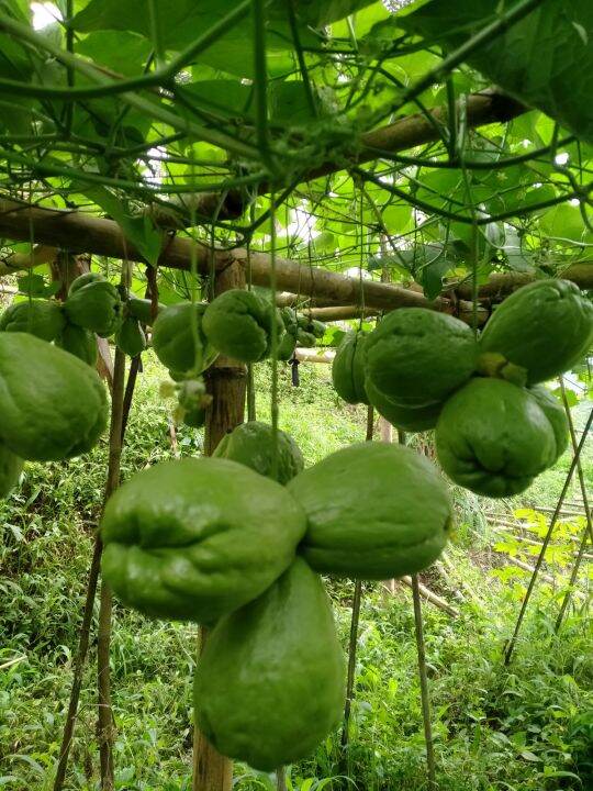 BENIH LABU SIAM JENIS ANGGUR SUPER SIAP TANAM | Lazada Indonesia