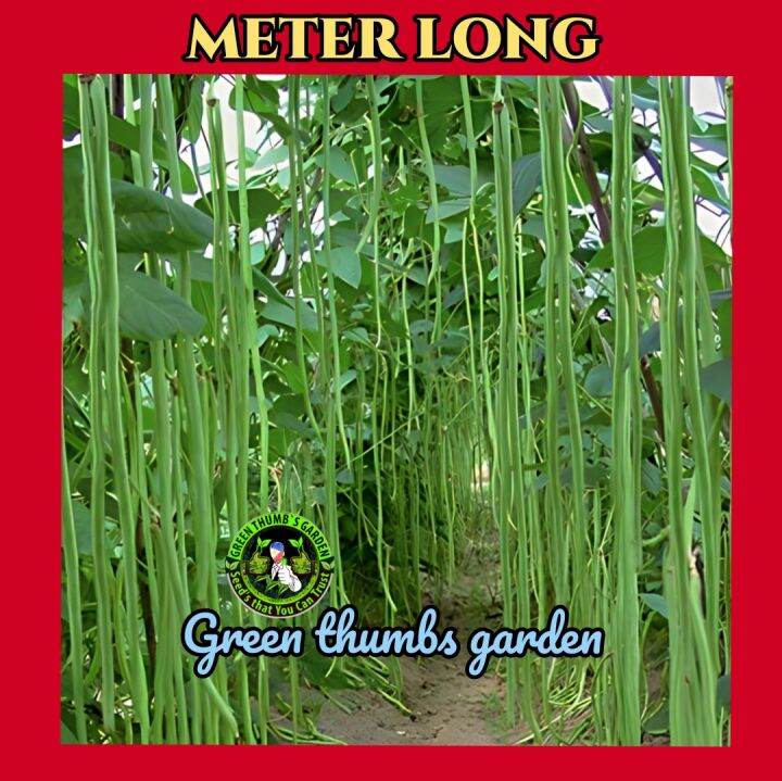 SITAW SEEDS 1 METER LONG (STRING BEANS) | Lazada PH