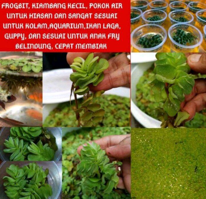 🇲🇾POKOK AIR FROGBIT SESUAI UNTUK IKAN LAGA,GUPPY,DAN JUGA LOBSTER AIR ...