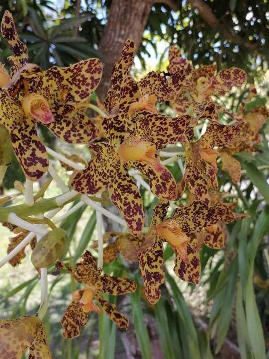 pokok Orkid Harimau original dari hutan, Grammatophyllum Speciosum | Lazada