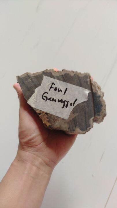 Fosil Gemunggal kayu jadi batu | Lazada