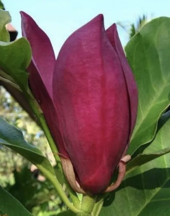 ต้นจำปาสีแดง จำปาแดง แมกโนเลีย จำปีแดง จำปีแดง (Magnolia soulungiana ...
