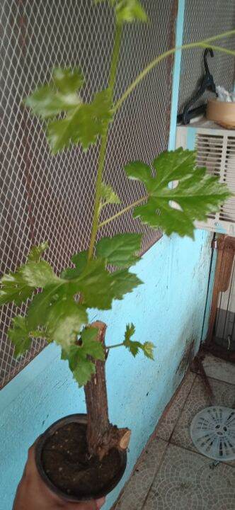 RED CARDINAL GRAPES DIFFERENT VARIATIES NOW AVAILABLE | Lazada PH