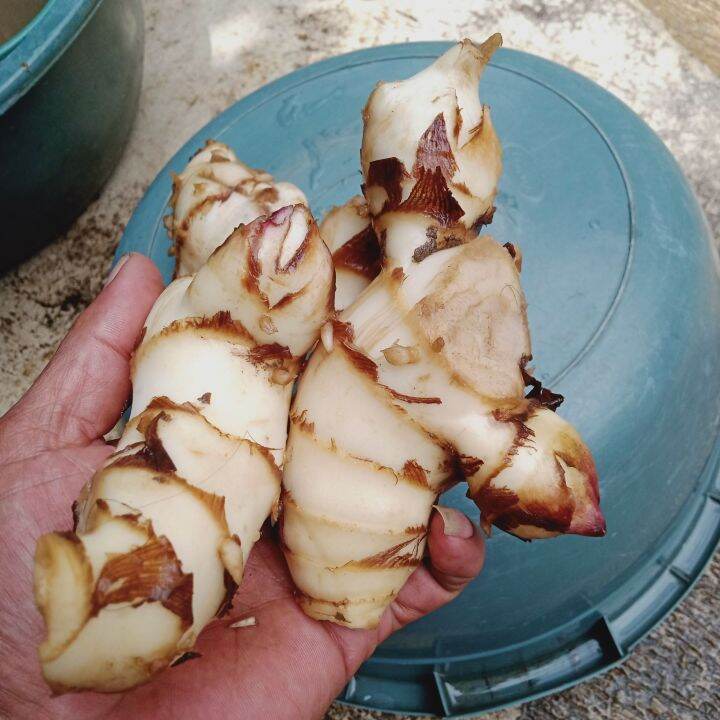 Umbi ganyong penuh nutrisi 1 kg | Lazada Indonesia