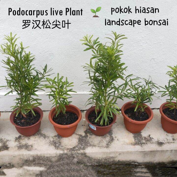Podocarpus live plant Pokok hiasan landscape bonsai anak pokok daun ...