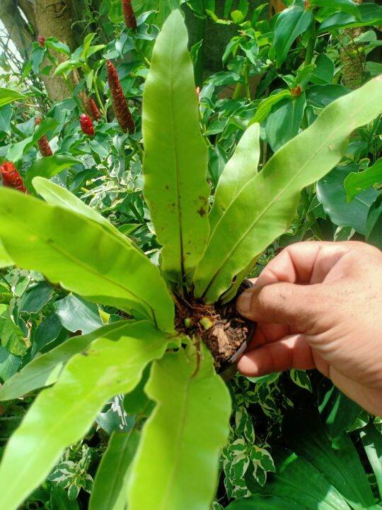 Birds nest fern. Dapo or Pak pak lawin. medium size.live plant in ...
