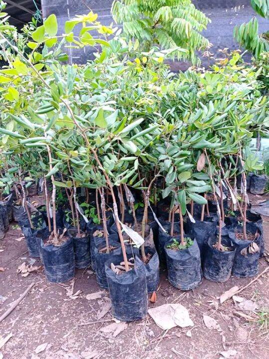 bibit klengkeng pingpong okulasi benih pohon tanaman buah Lengkeng ...