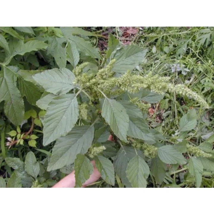 Kulitis Seeds ( Spinach ) approx 100 seeds | Lazada PH