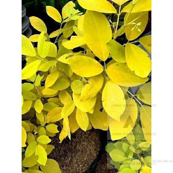 Legium Golden Plant/Casia Fistula garden landscape decoration | Lazada PH